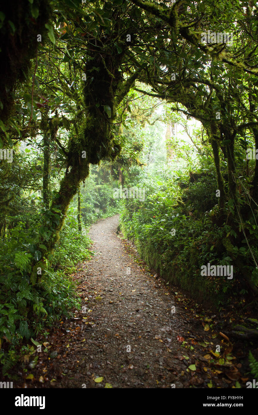 Cloud rainforest hi-res stock photography and images - Alamy