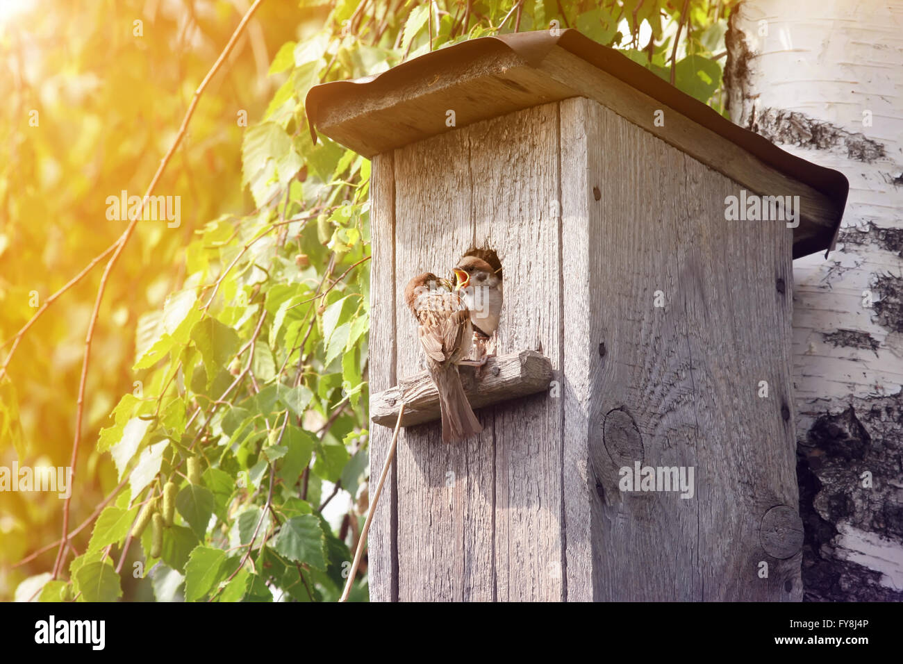 two birds sparrows parents were brought in to feed the roof care the ...