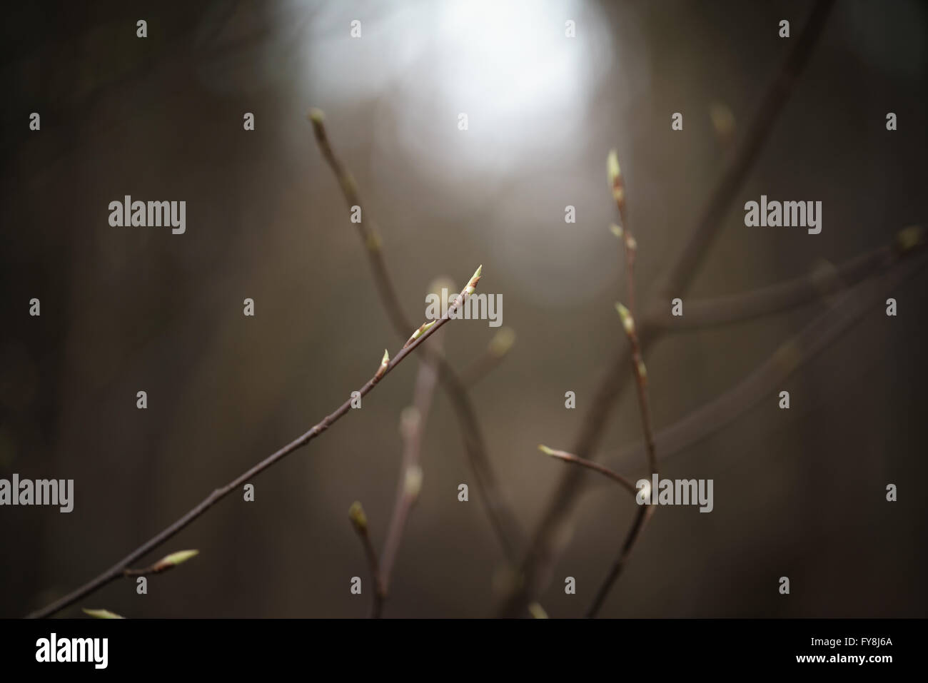 first spring buds on bush in forest Stock Photo - Alamy
