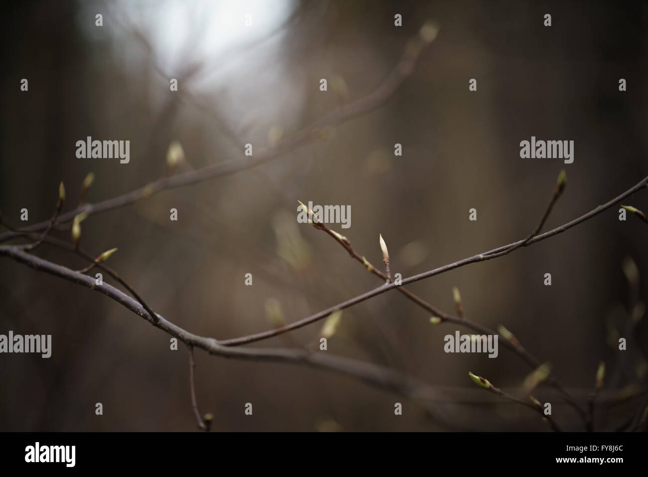 first spring buds on bush in forest Stock Photo - Alamy
