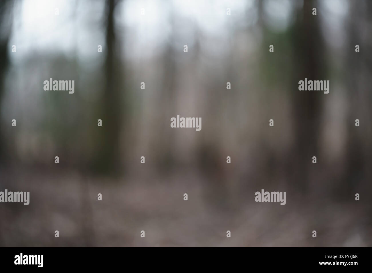 Sunlight in forest vintage background hi-res stock photography and ...