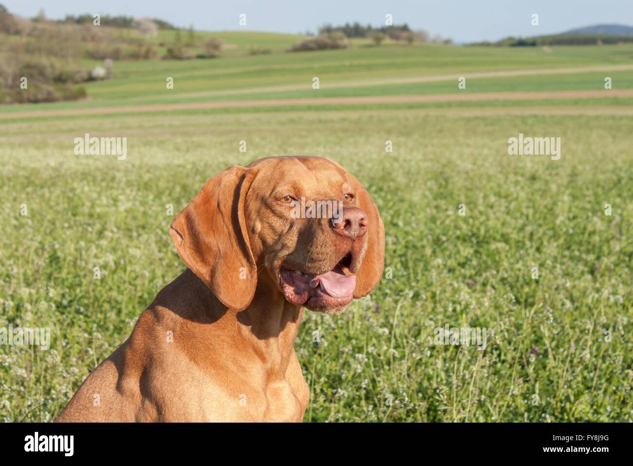 Hungarian hunting hound on a greenfield site. Spring sunny day on ...