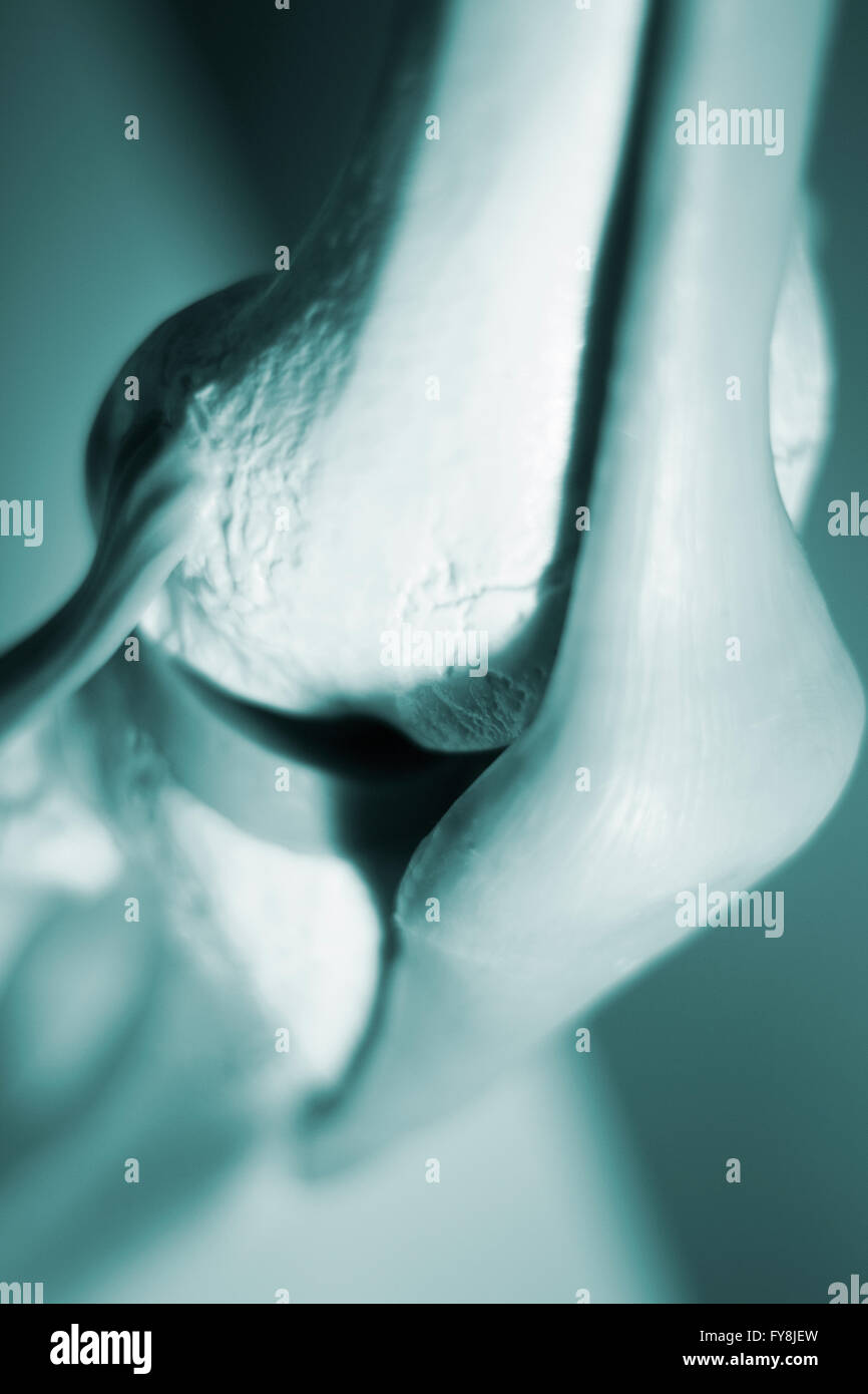 Knee joints meniscus tendons plastic teaching model for taumatology and ...