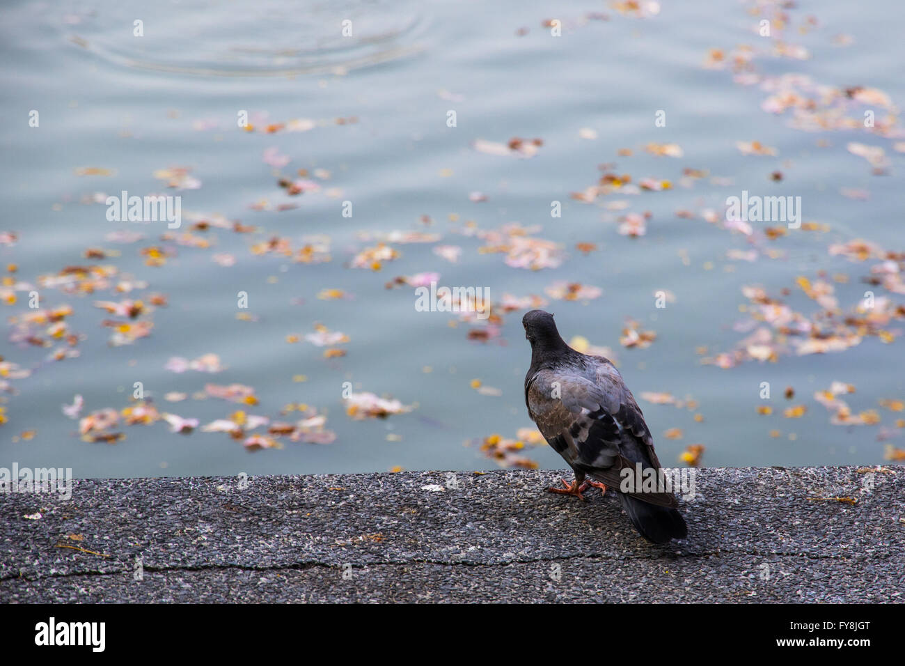 A pigeon is looking to the flowers that are floating on the water ...