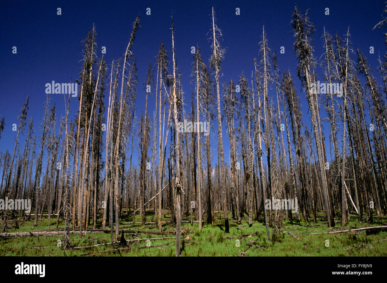 Yellowstone fire overview hi-res stock photography and images - Alamy