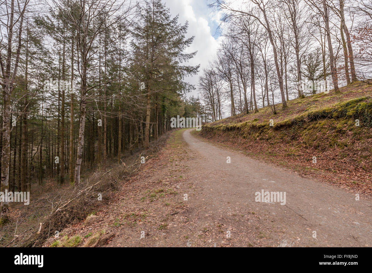forest pathway through the deerpark in cornwall near liskeard Stock ...