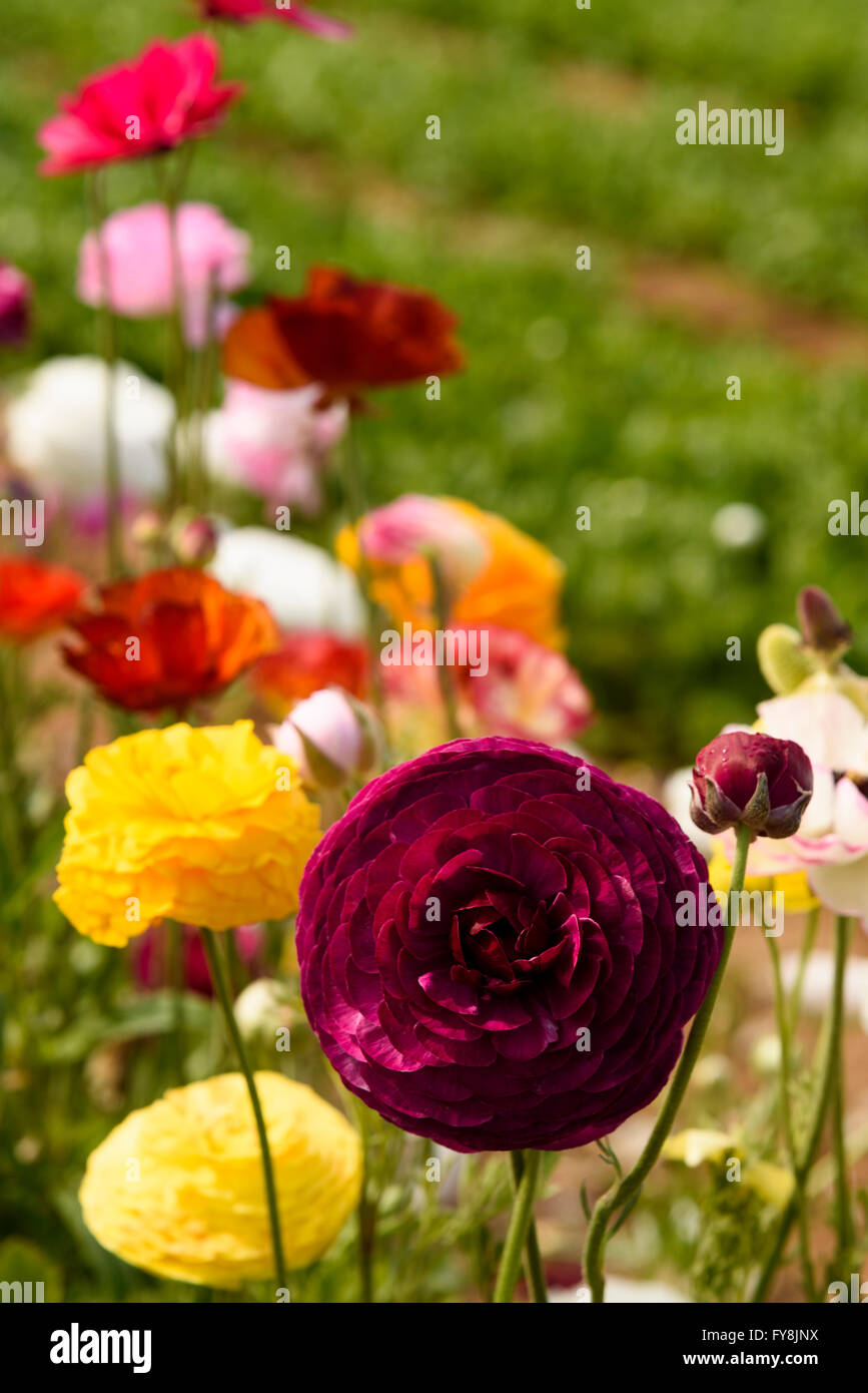 Orange yellow ranunculus hi-res stock photography and images - Alamy