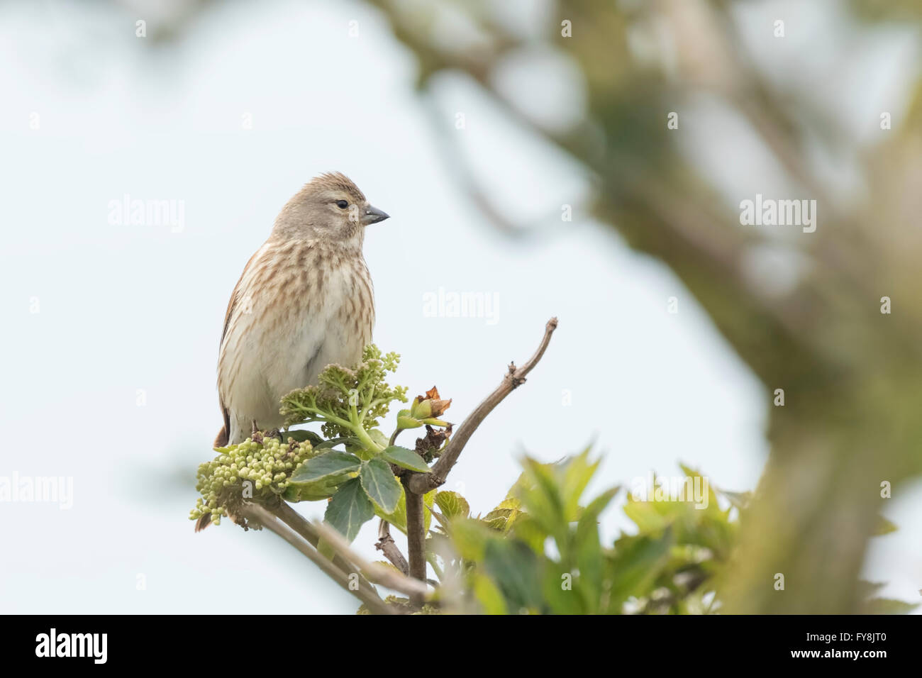 Female reed bunting hi-res stock photography and images - Alamy