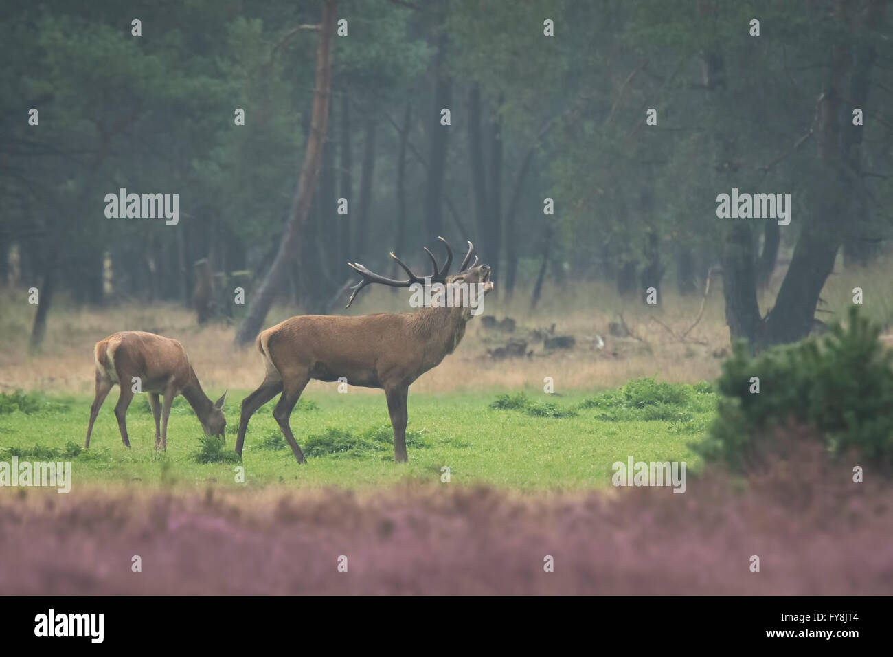 Red deer male, cervus elaphus, rutting during mating season on a field ...