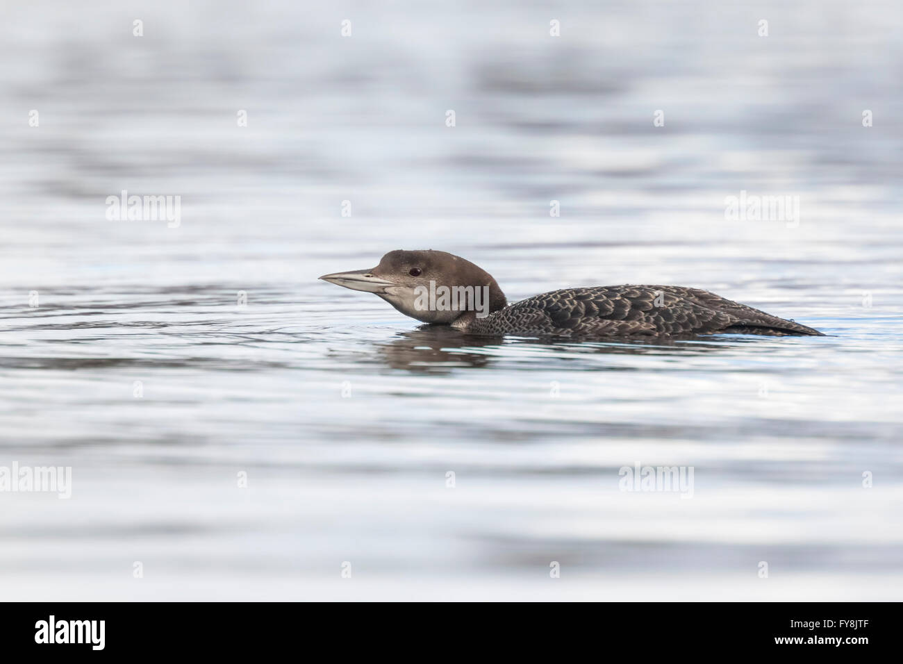 Closeup of a common loon (Gavia immer) also known as the great northern ...