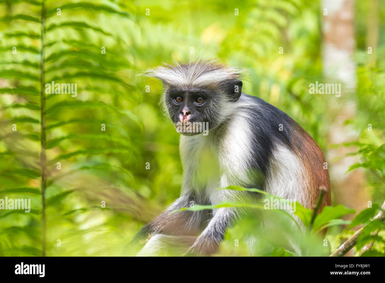 Cub of a monkey hi-res stock photography and images - Alamy