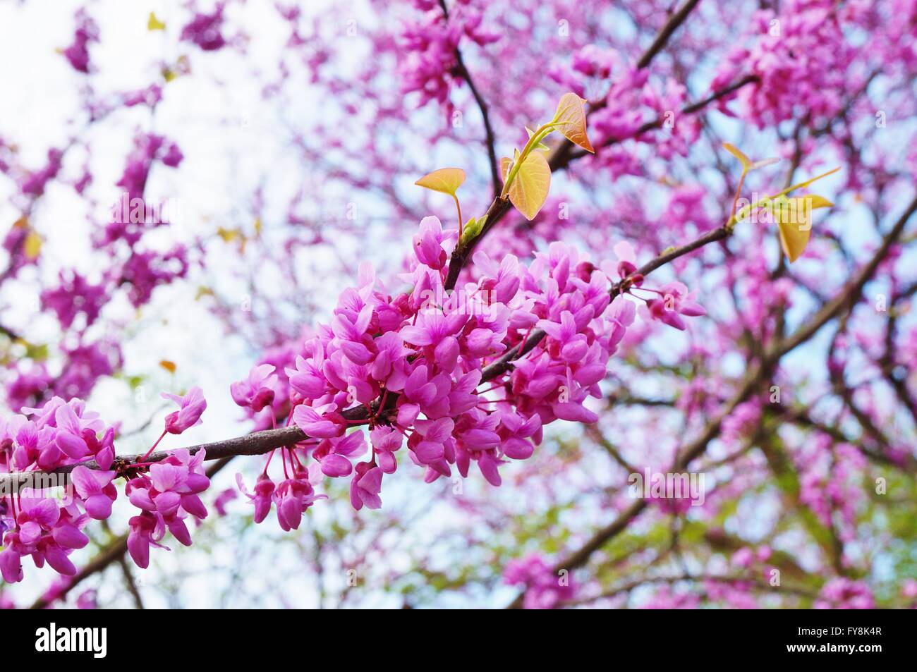 A redbud, or cercis, tree with pink flowers Stock Photo - Alamy