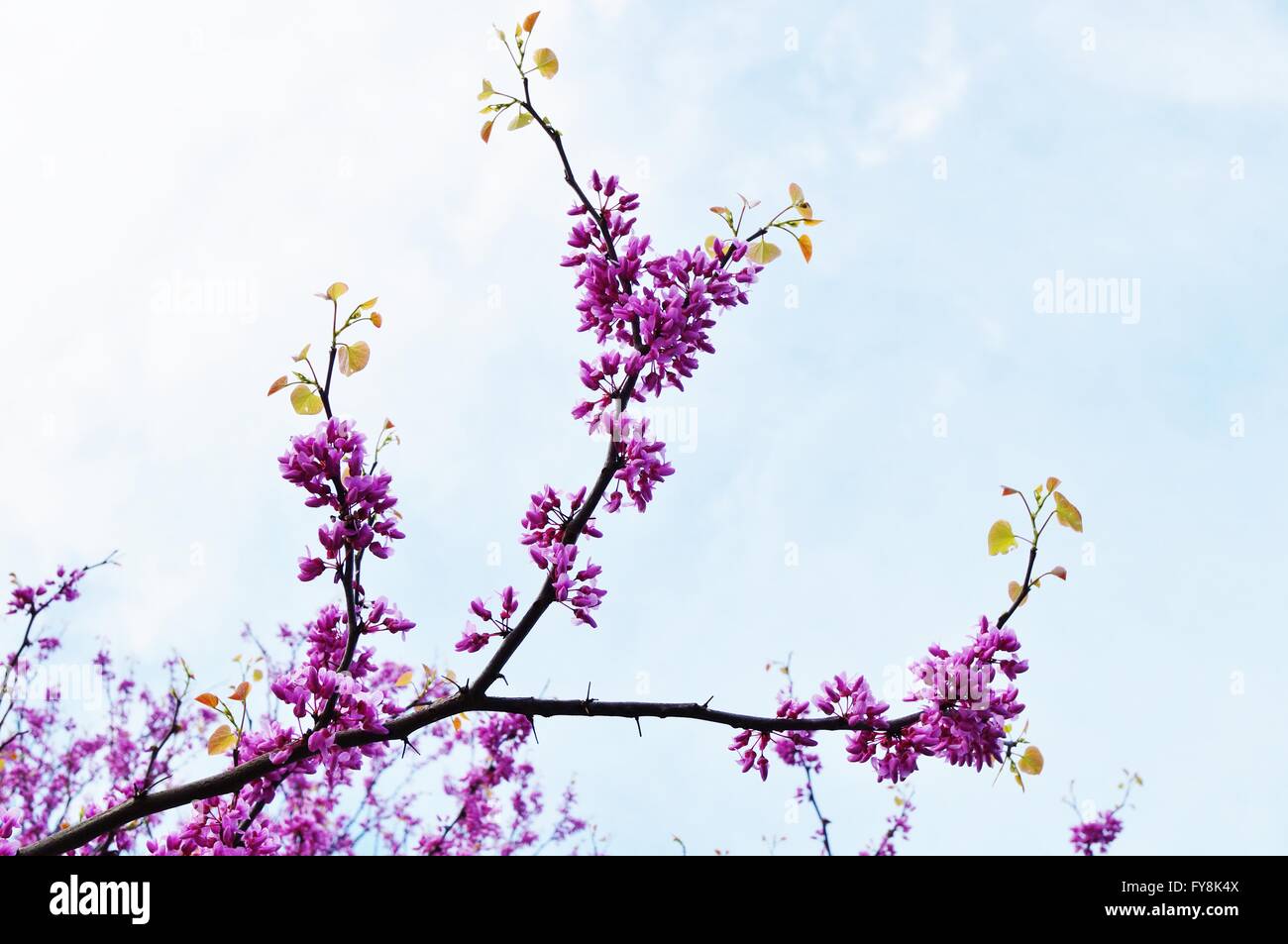 A redbud, or cercis, tree with pink flowers Stock Photo - Alamy