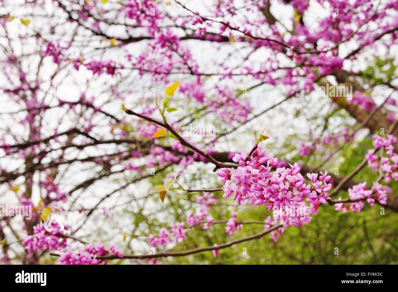 A redbud, or cercis, tree with pink flowers Stock Photo - Alamy