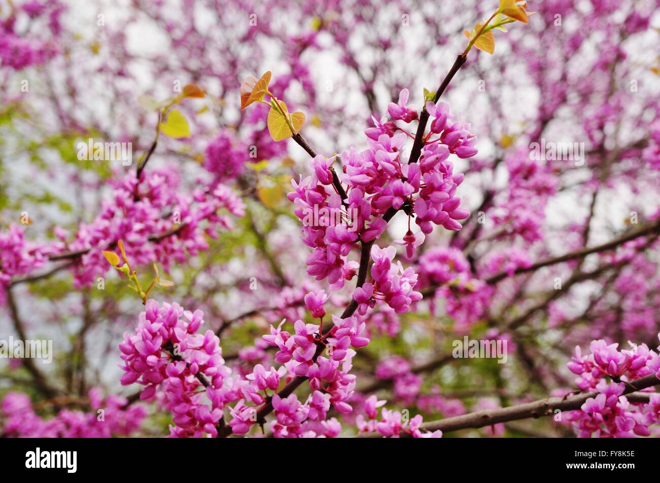 Branch of a redbud tree hi-res stock photography and images - Alamy