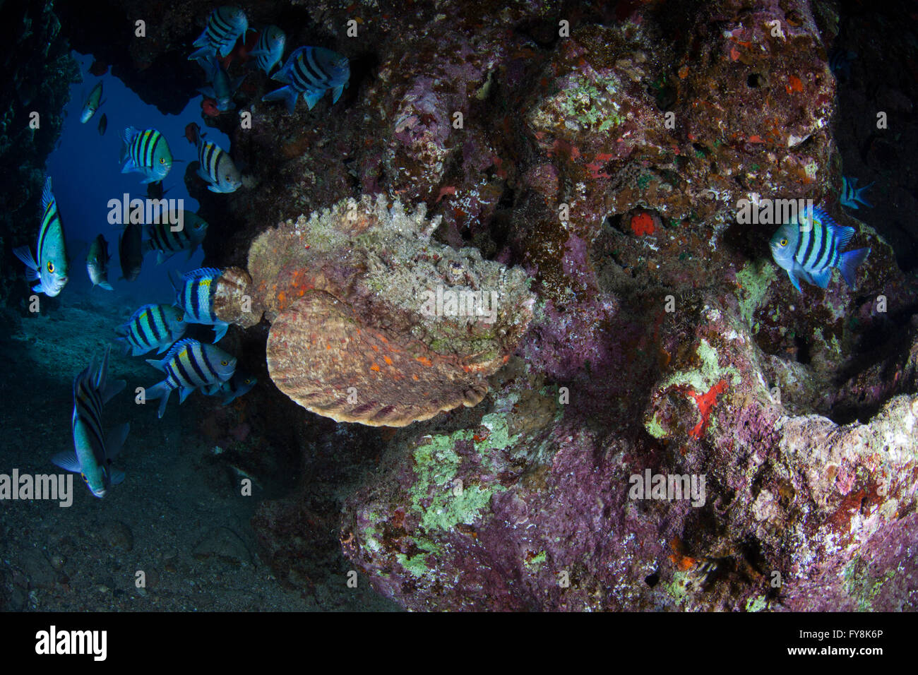 Stonefish (Synanecia Verrucosa) Swimming Followed by a School of ...