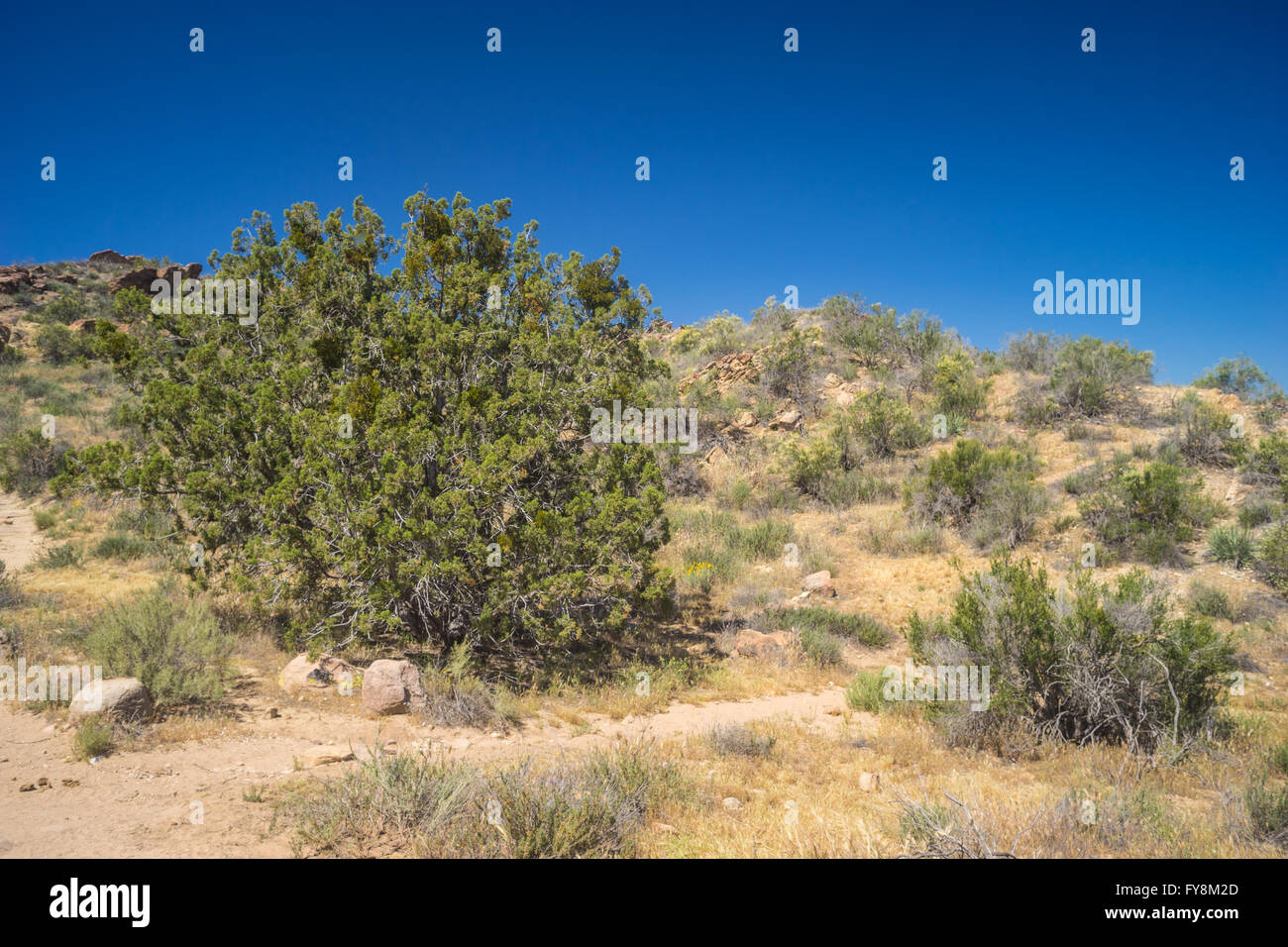 Sand path leads through a natural wilderness in Mojave desert Stock ...