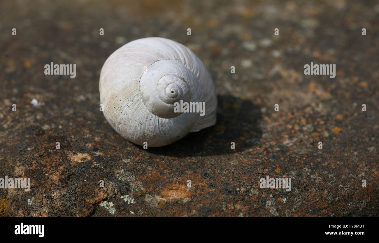 Empty snail shell hi-res stock photography and images - Alamy