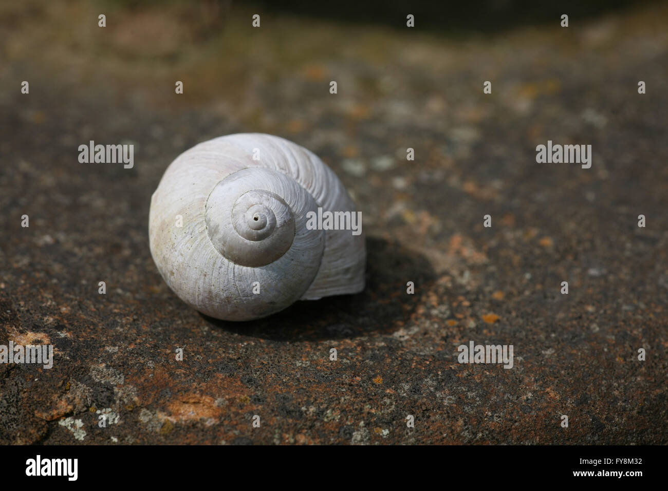 Empty snail shell hi-res stock photography and images - Alamy