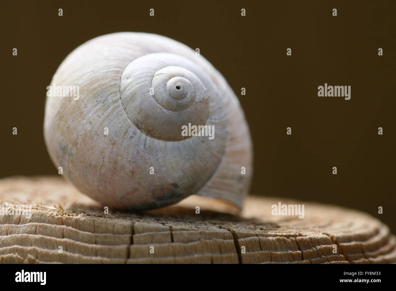Empty snail shell hi-res stock photography and images - Alamy