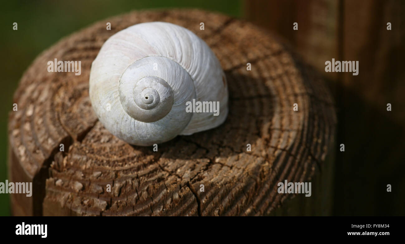 Snails shell hi-res stock photography and images - Alamy