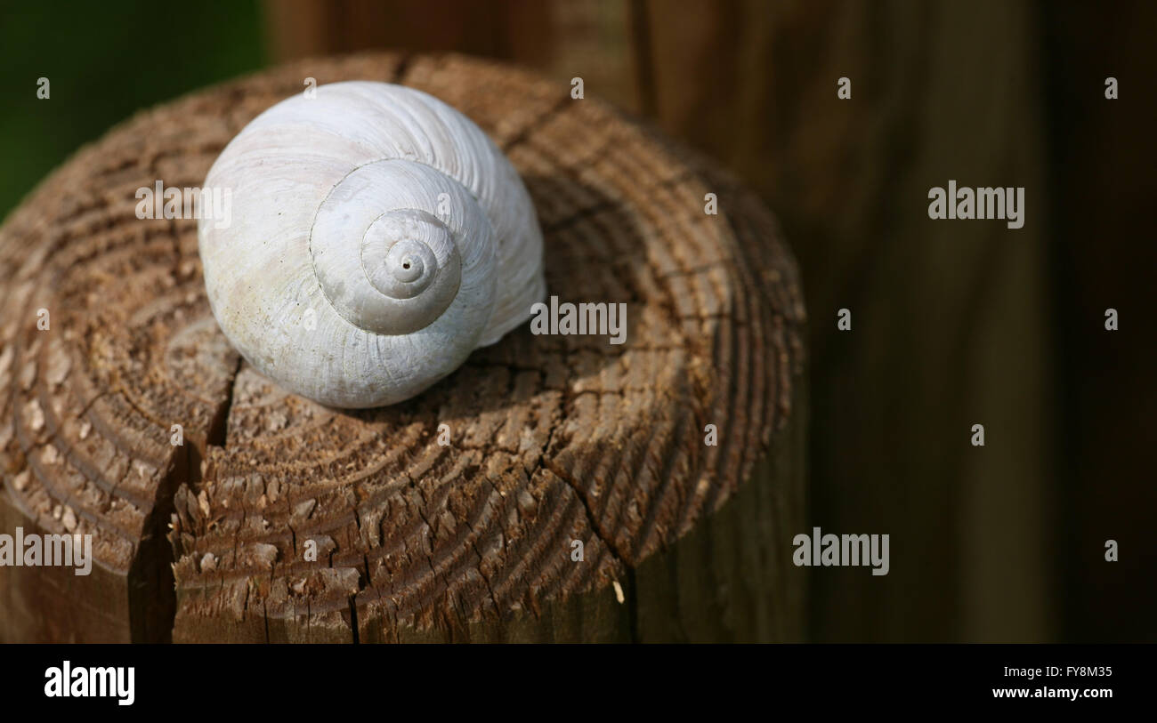 Snails shell hi-res stock photography and images - Alamy