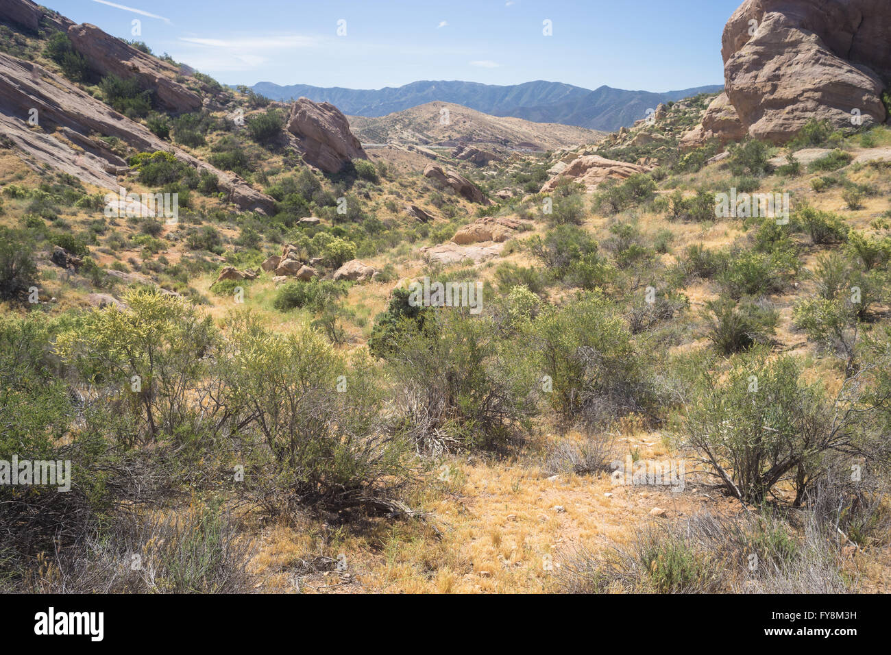 Small scrub brush and other growth in the wilderness of southern ...