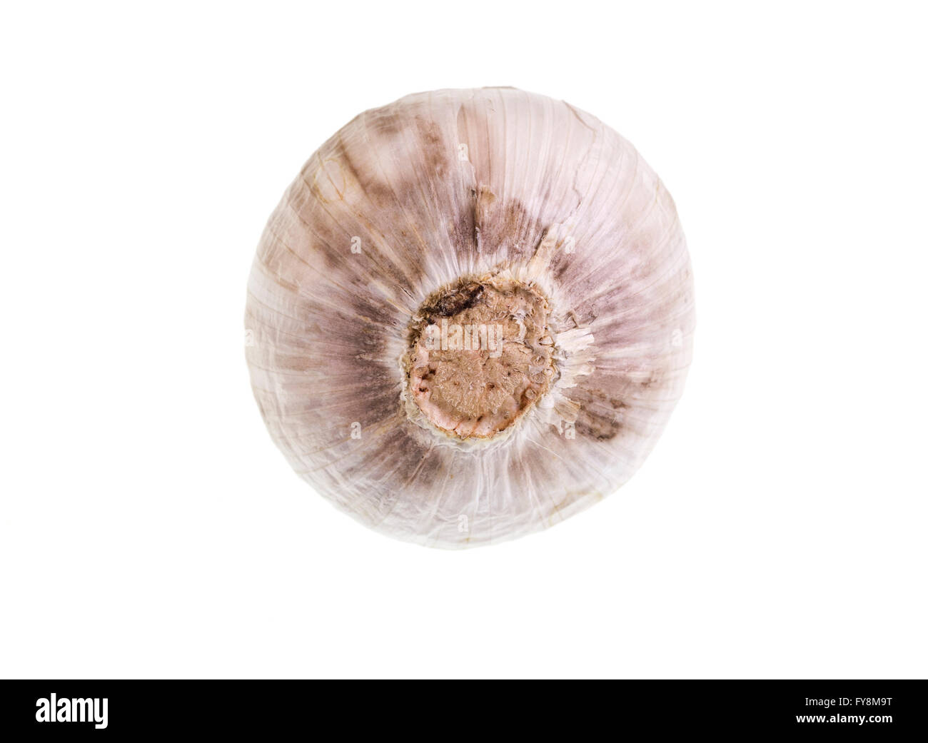 Fresh Single Clove Garlic, also known as pearl garlic or solo garlic ...