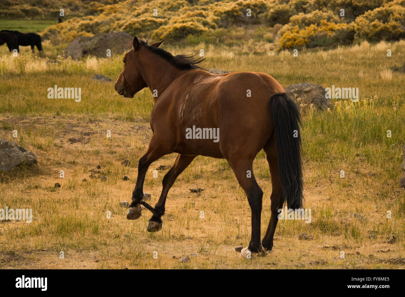 Hobble horse at the mountain Stock Photo - Alamy