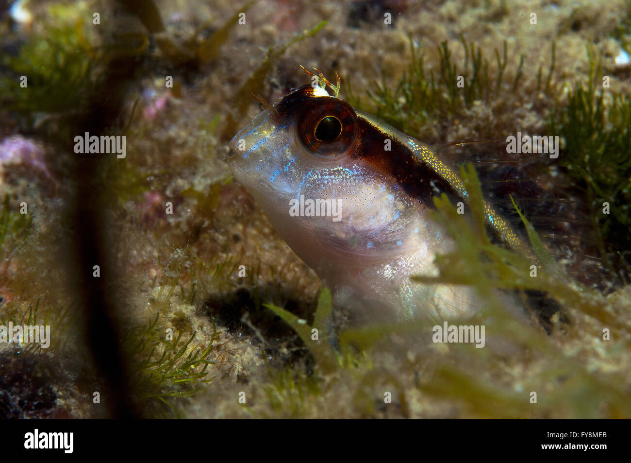 a small fish comes out of its hole and it showcases Stock Photo - Alamy