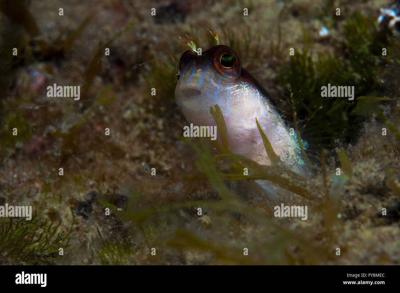 Fish showcases hi-res stock photography and images - Alamy