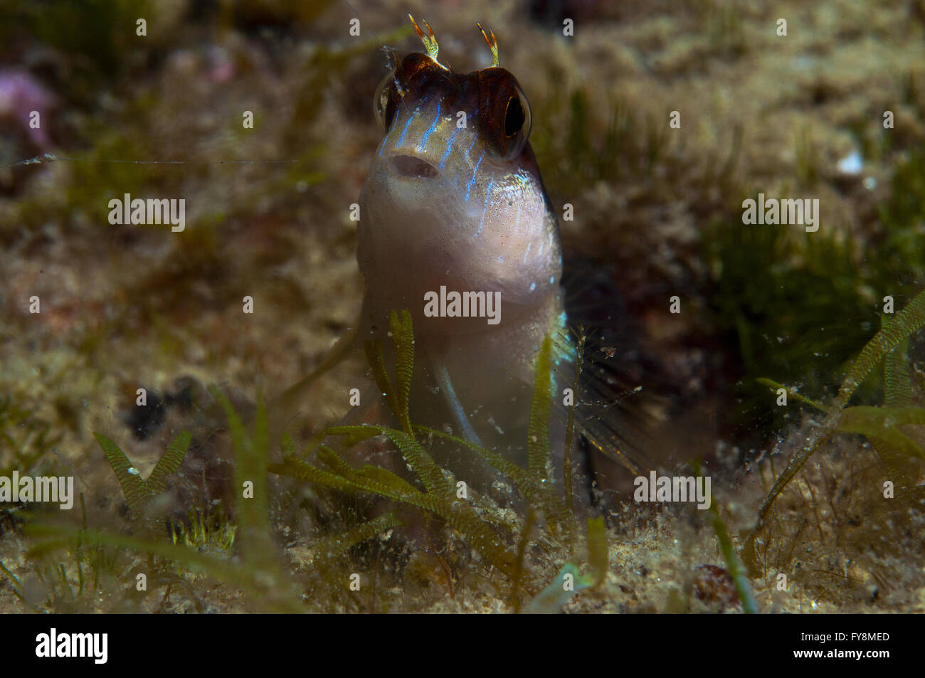 a small fish comes out of its hole and it showcases Stock Photo - Alamy