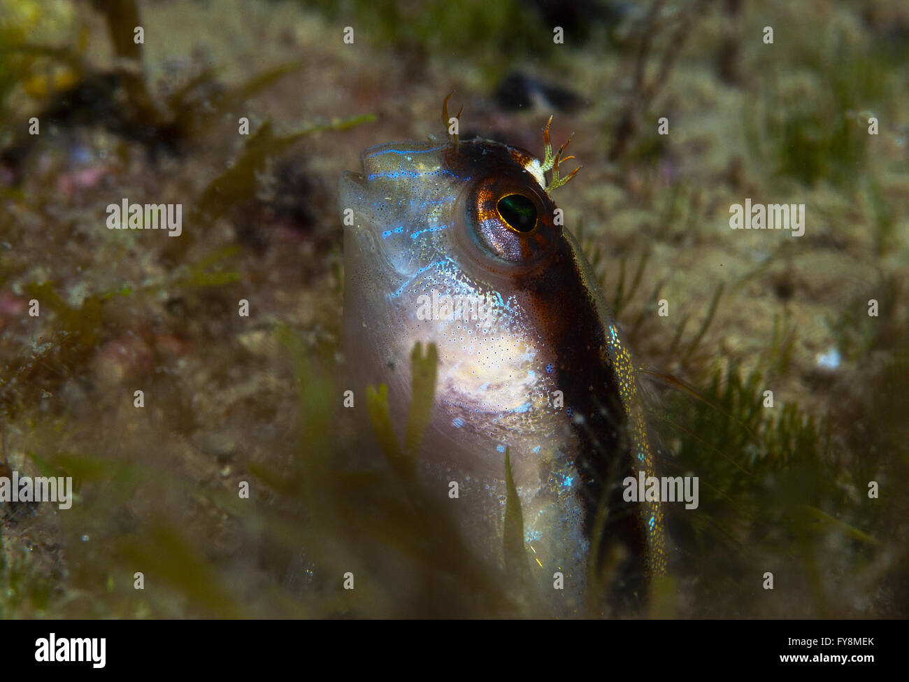 a small fish comes out of its hole and it showcases Stock Photo - Alamy