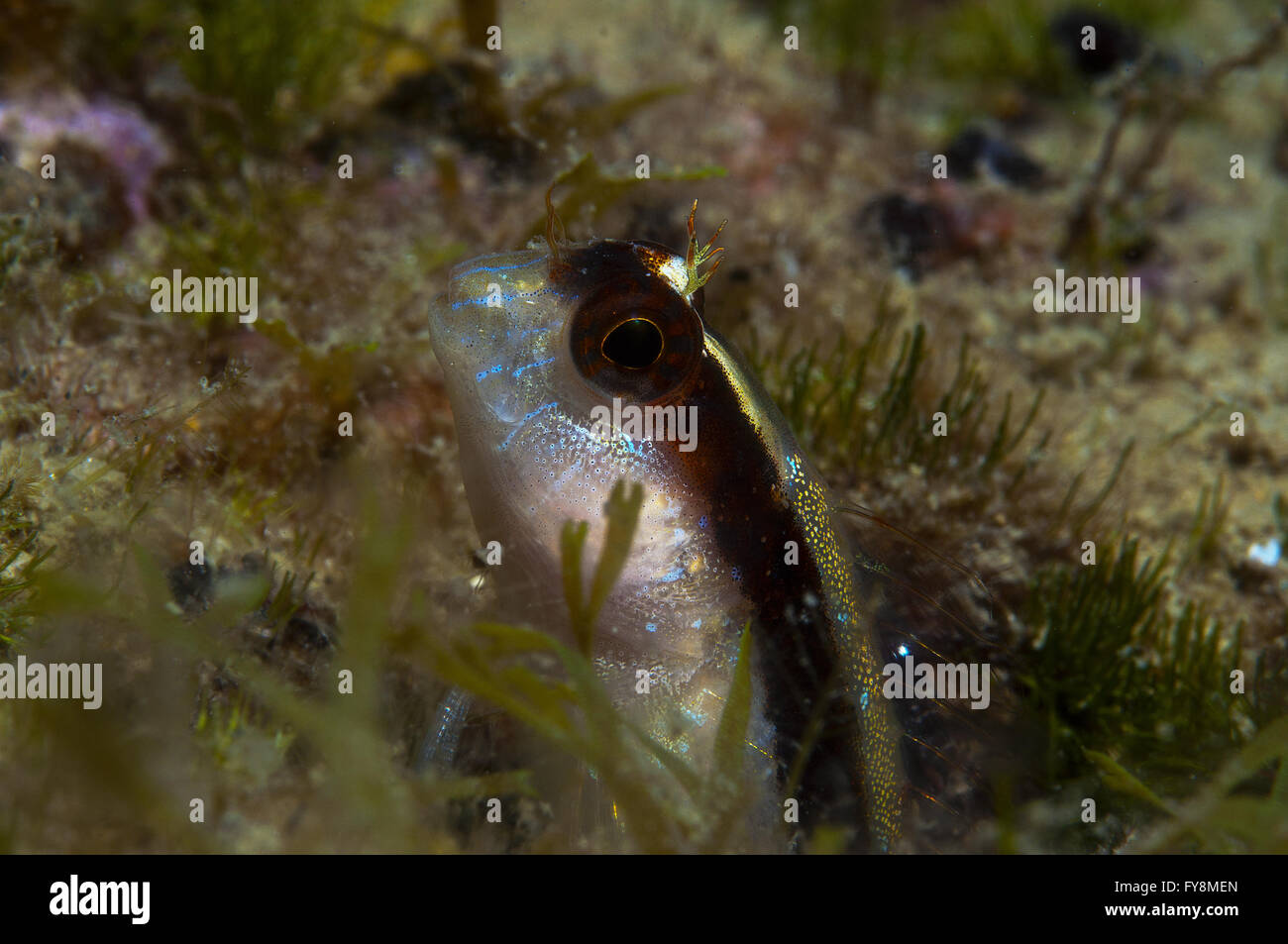 a small fish comes out of its hole and it showcases Stock Photo - Alamy