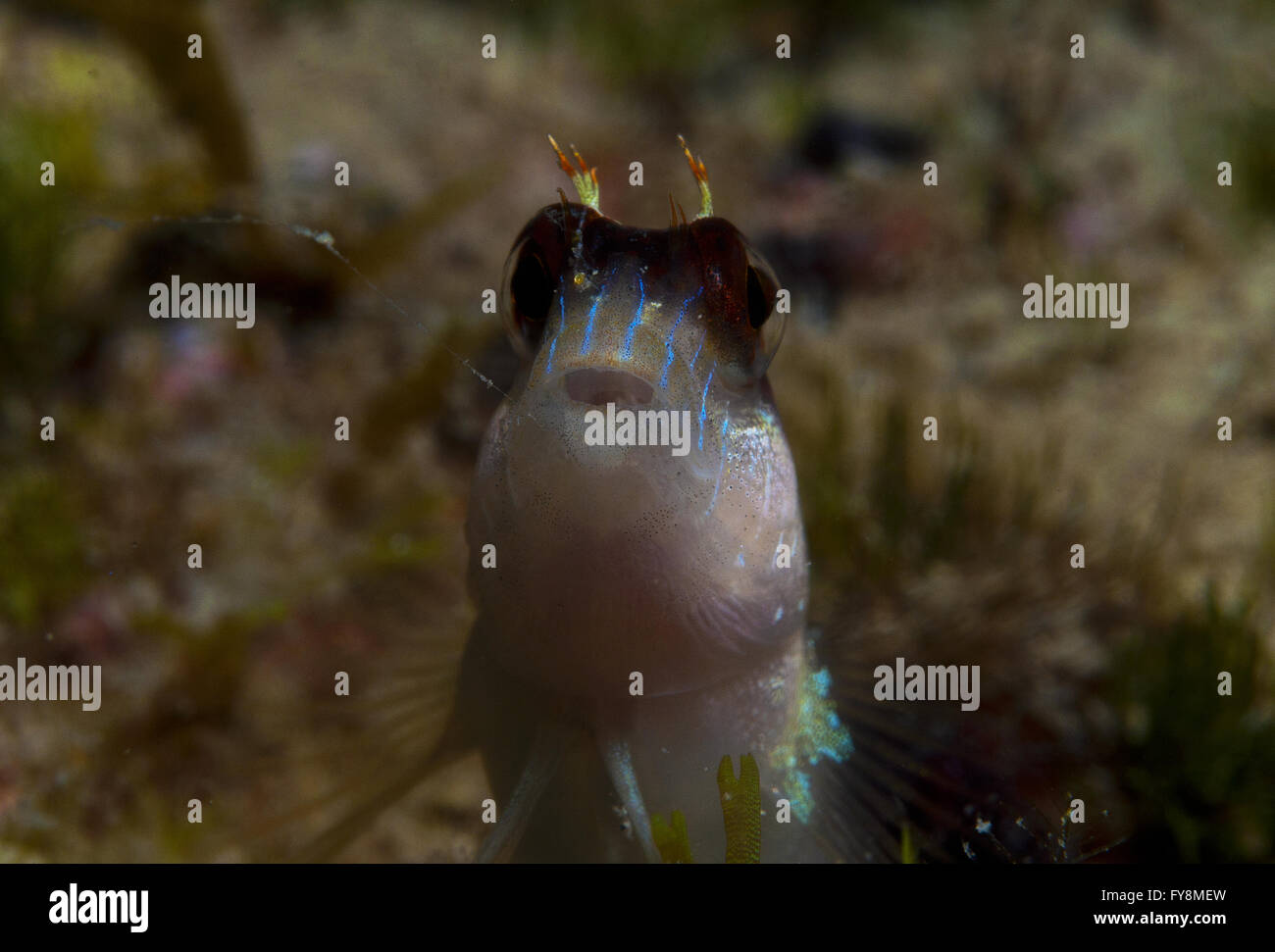 a small fish comes out of its hole and it showcases Stock Photo - Alamy