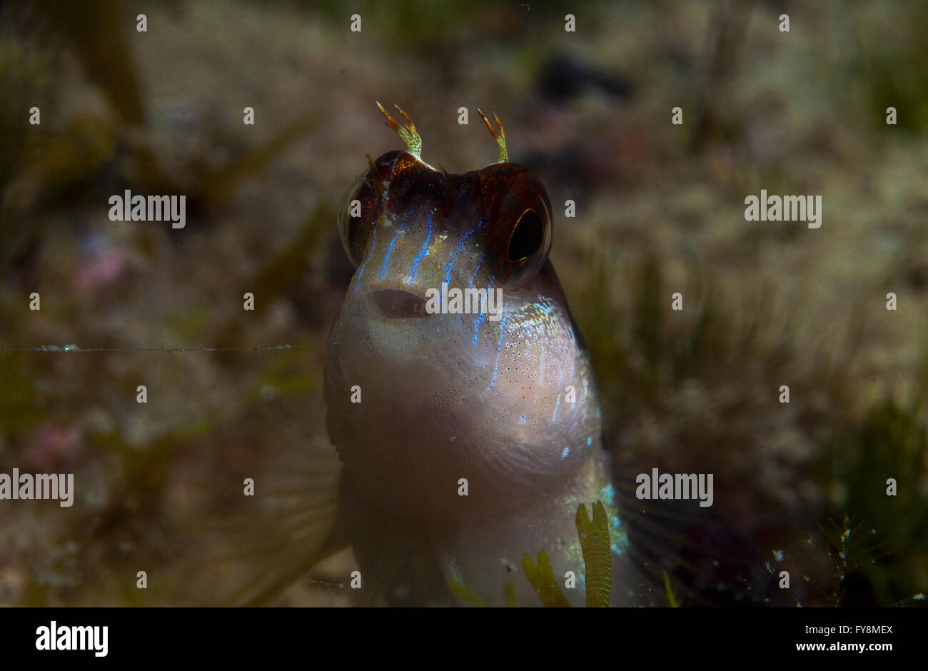 a small fish comes out of its hole and it showcases Stock Photo - Alamy