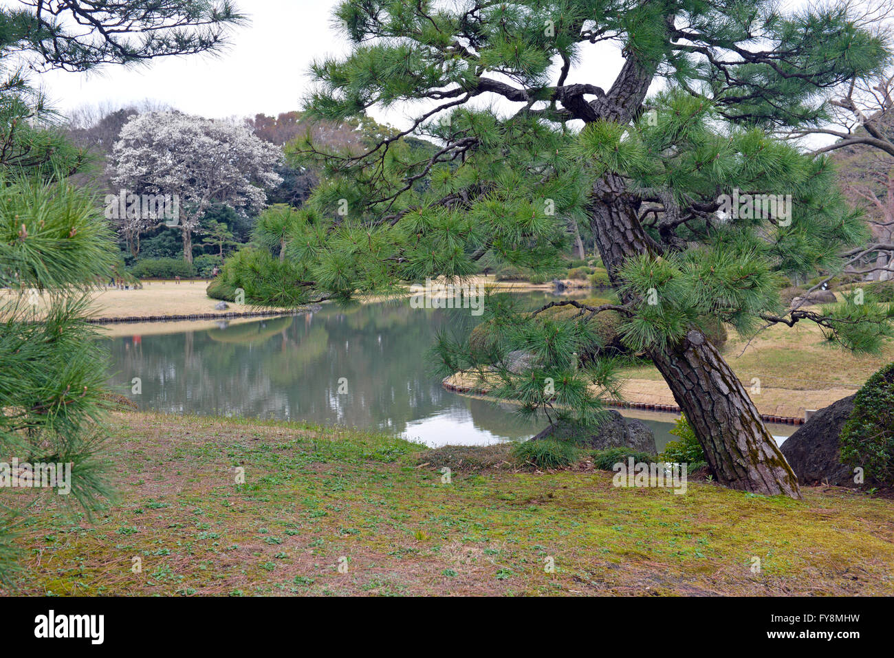 A traditional Japanese garden in an urban environment, Tokyo, Japan ...