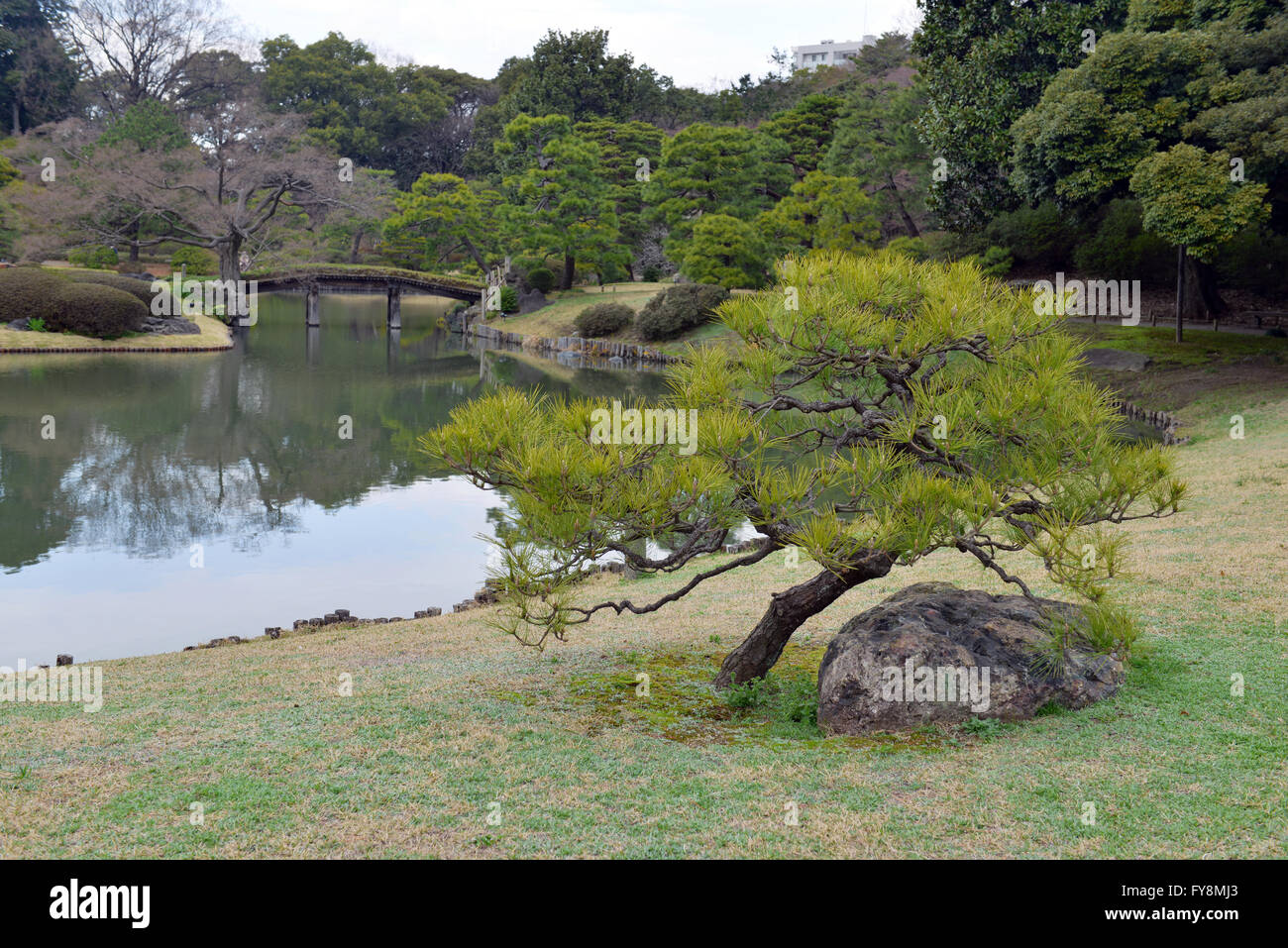 A traditional Japanese garden in an urban environment, Tokyo, Japan ...