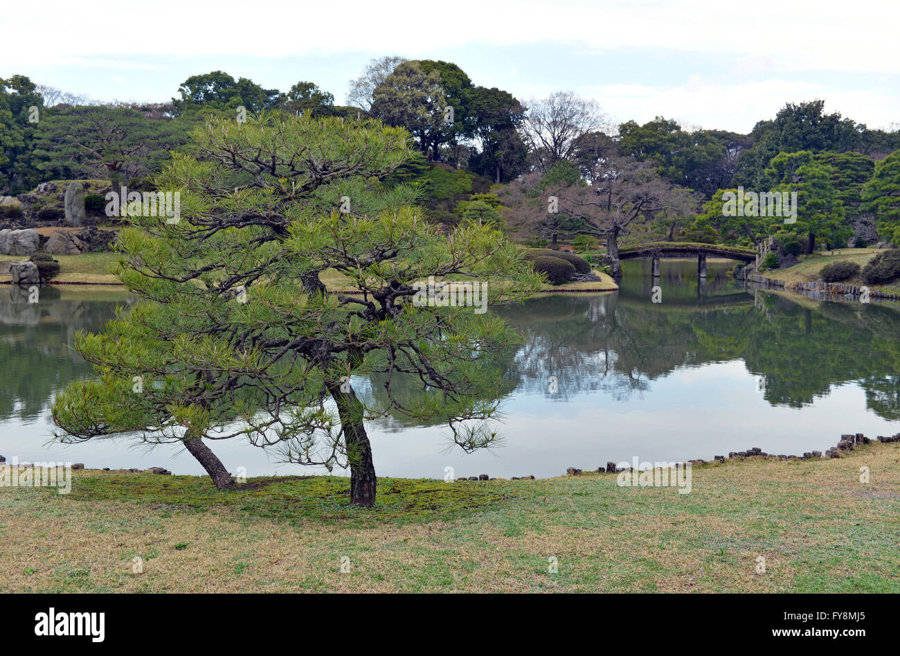 A traditional Japanese garden in an urban environment, Tokyo, Japan ...