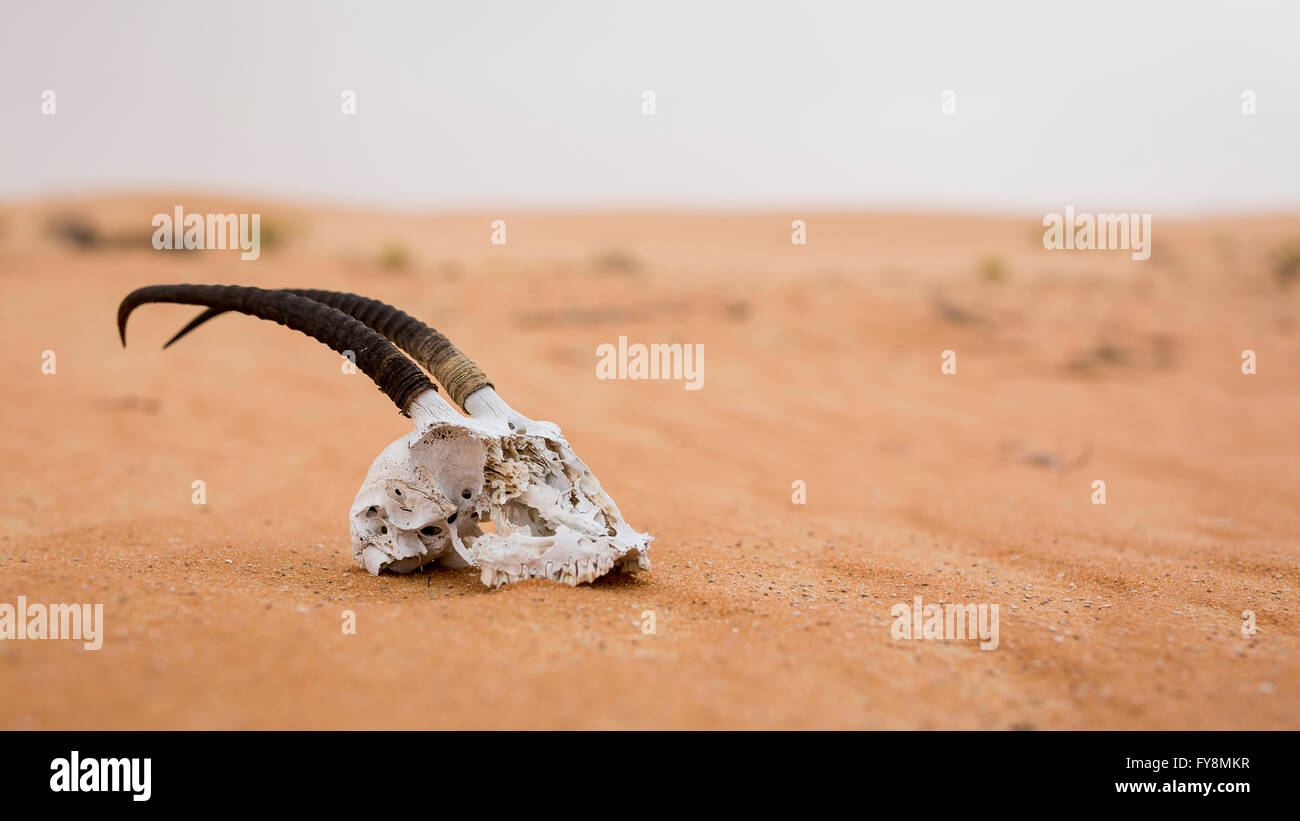 UAE, skull of antilope lying on the desert sand Stock Photo - Alamy