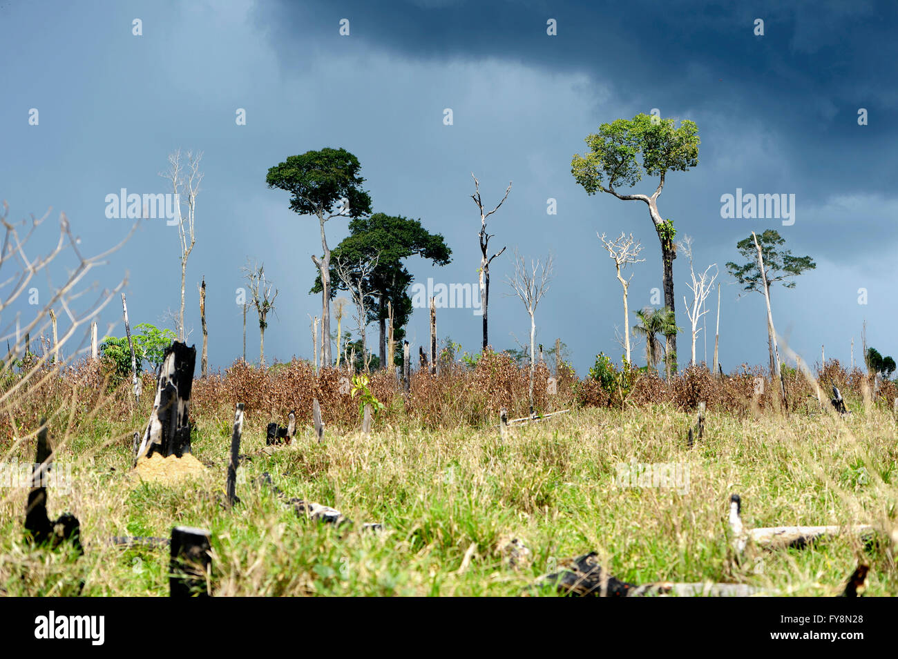 Amazon rainforest burn brazil hi-res stock photography and images - Alamy