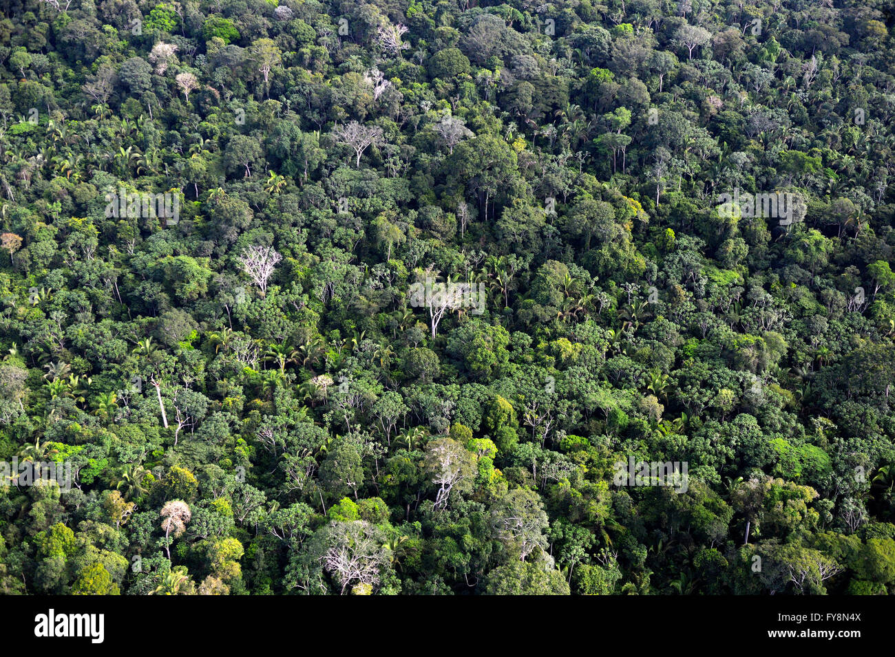 Brazil, Para, Amazon rainforest, aerial view Stock Photo - Alamy
