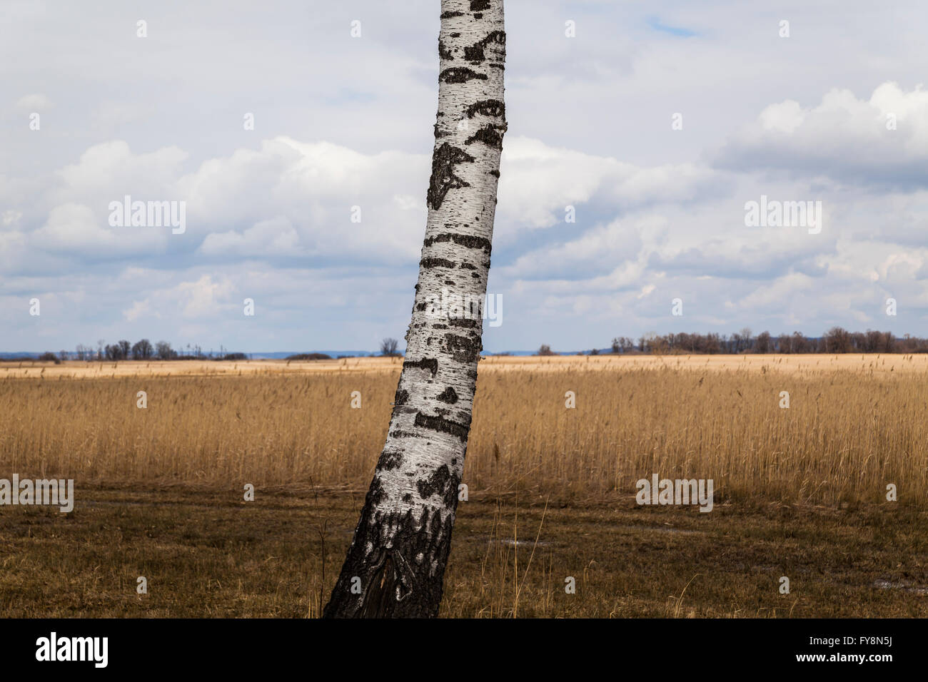 Germany, Bavaria, Birch tree at Bird Sanctuary Ammersee Sudufer Stock ...