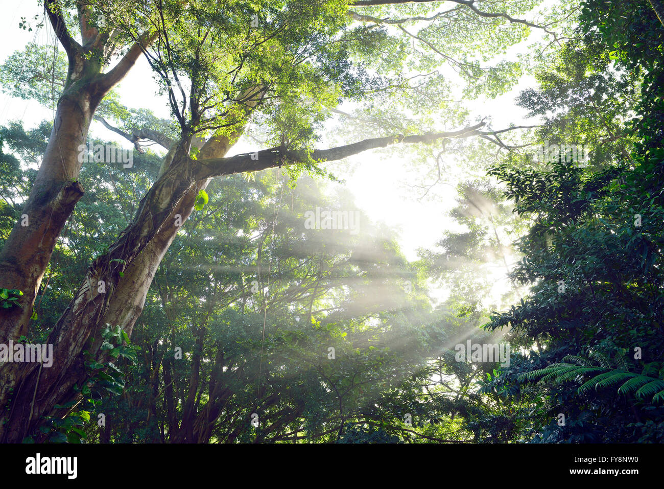 USA, Hawaii, Manoa, tropical rain forest, Honolulu Watershed Forest ...