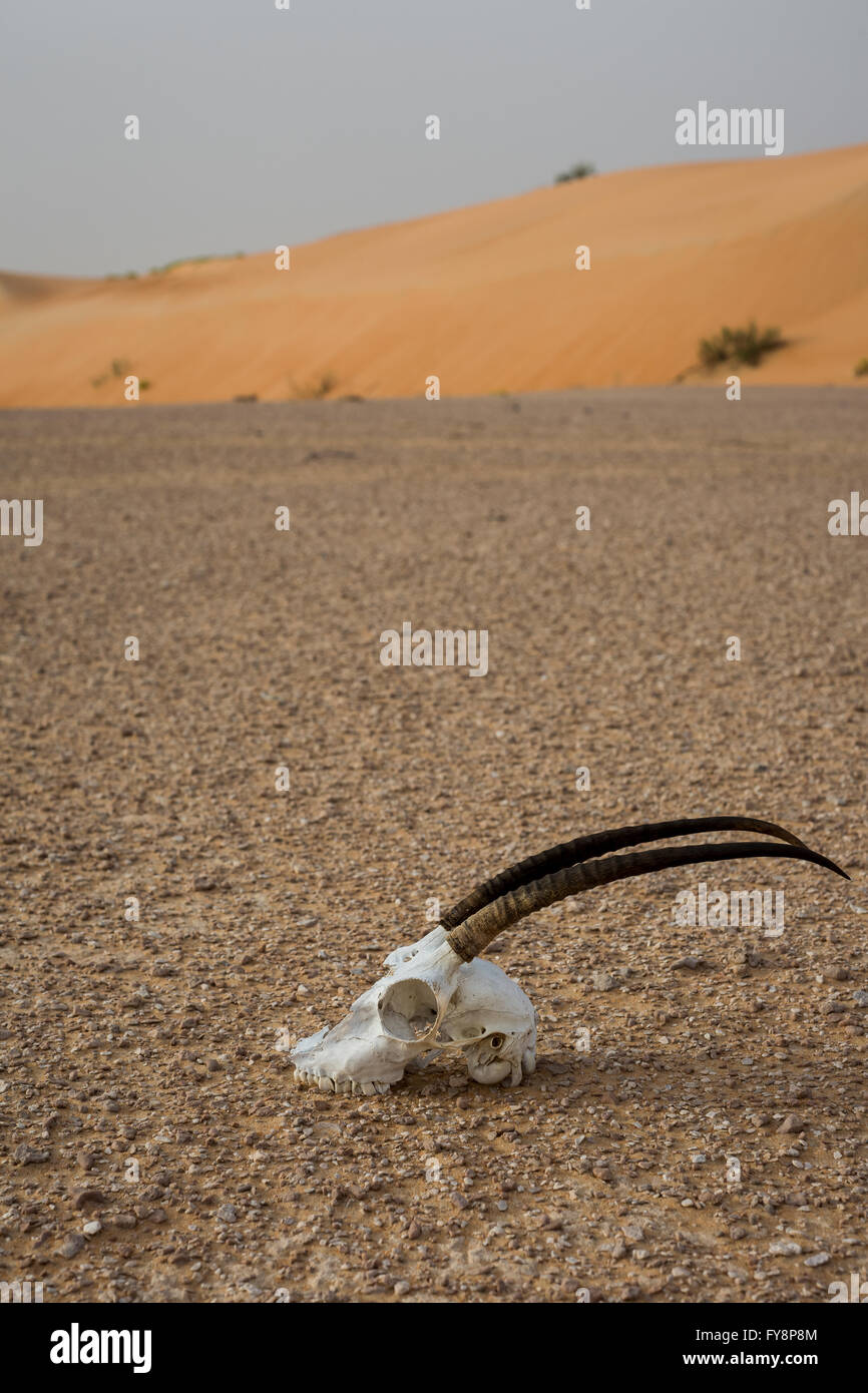 Arab desert skull hi-res stock photography and images - Alamy