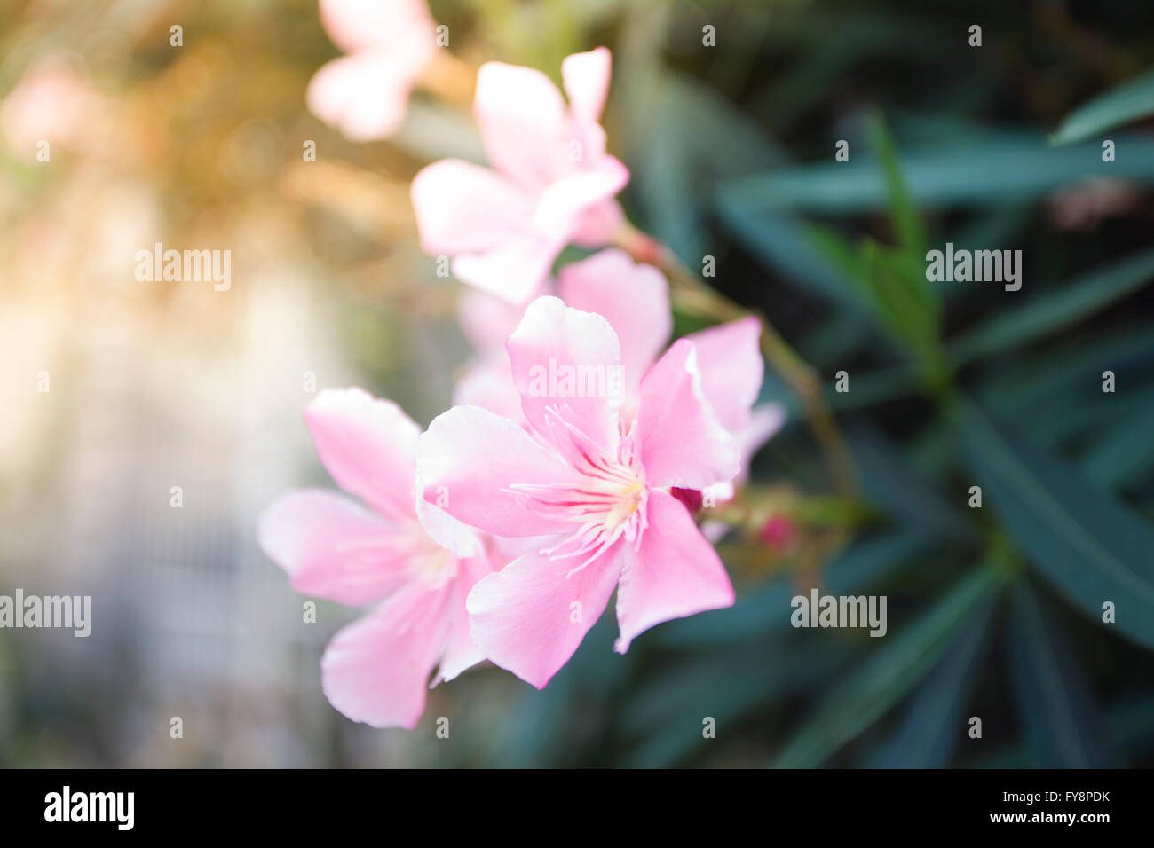 Oleander photography hi-res stock photography and images - Alamy