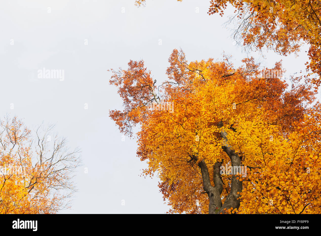 Beech trees in autumn colours Stock Photo - Alamy