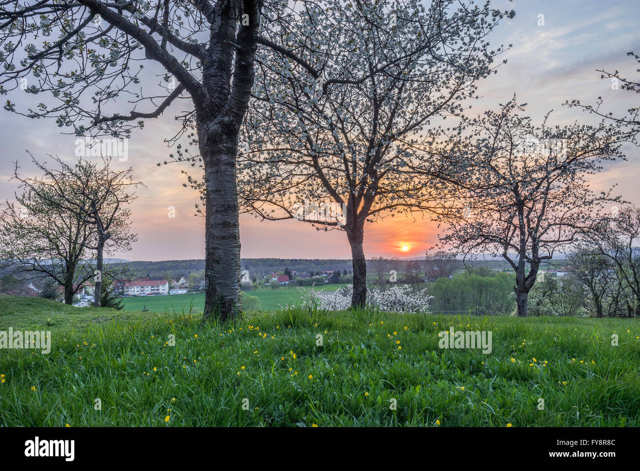 Fruit growing trees flowering hi-res stock photography and images - Alamy