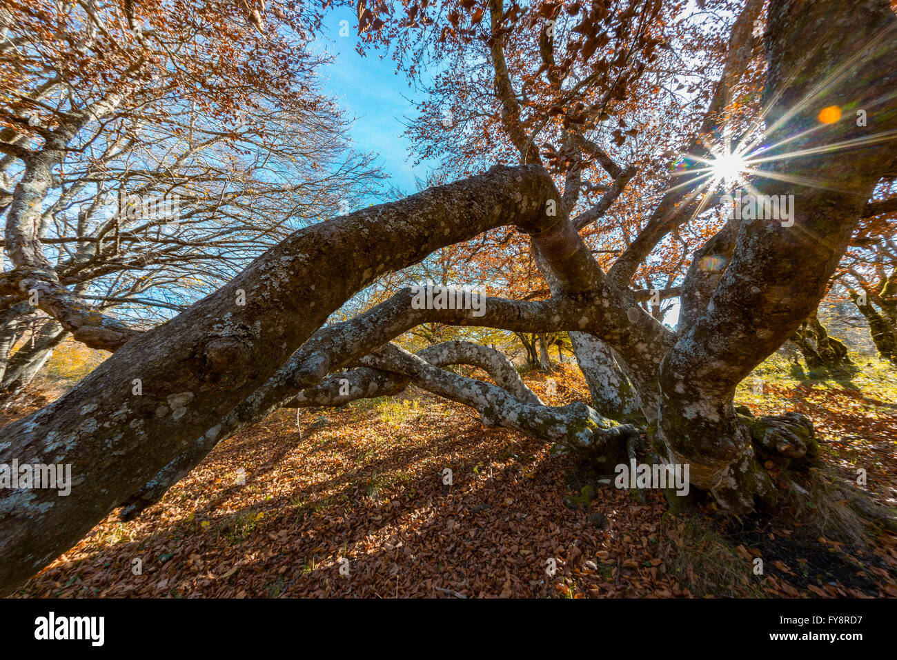 Foliage of the forest hi-res stock photography and images - Alamy