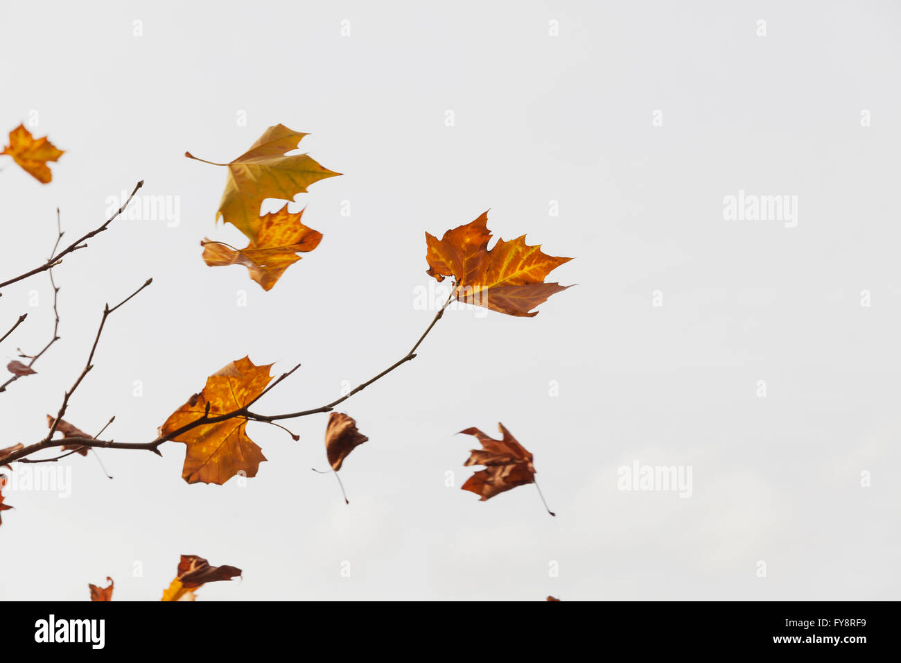 Leaves Blowing Wind Stock Photos & Leaves Blowing Wind Stock Images - Alamy
